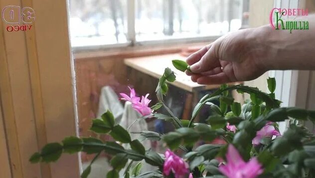 Как размножить Декабриста. Способы, техника выращивания Декабриста ...