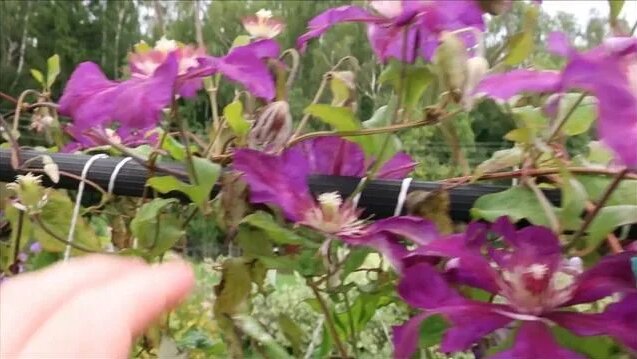 Клематисы 3 группы обрезки. лучшие обильно цветущие сорта - Смотреть ...