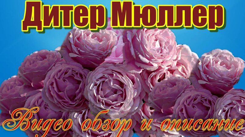 Роза Дитер Мюллер (Шраб) - Dieter Muller (Delbard Франция, 2004 ...