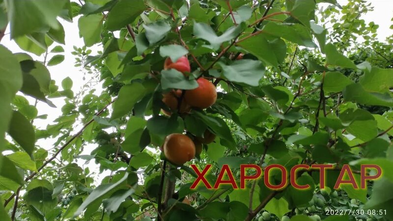 Абрикос Харостар /Harostar/-самий ідеальний сорт. - Смотреть онлайн в ...