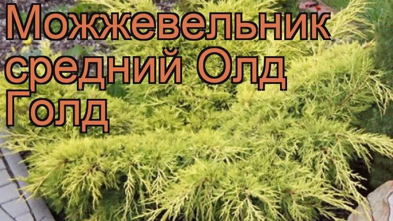 Можжевельник средний Олд Голд (old gold) 🌿 обзор: как сажать, саженцы ...
