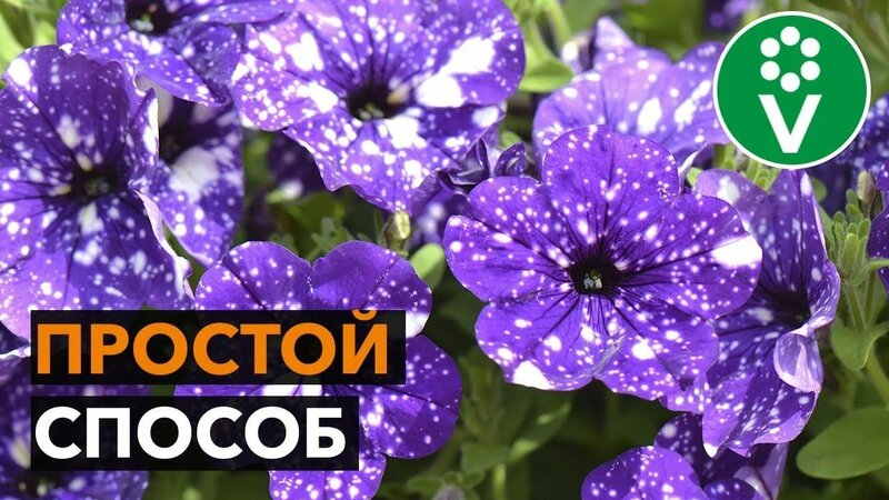 Как посеять петунию на рассаду - Смотреть онлайн в поиске Яндекса по Видео