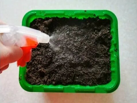 Как вырастить рассаду бархатцев. - Смотреть онлайн в поиске Яндекса по ...