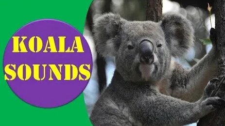 Koala sounds | Video Koala Sounds For Kids | Animal Sounds. - Смотреть ...