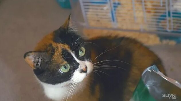 5 лайфхаков от slivki show - Смотреть онлайн в поиске Яндекса по Видео