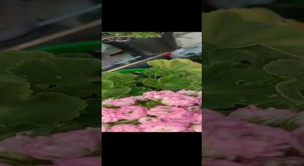 пеларгония миол шарше ля фам - Смотреть онлайн в поиске Яндекса по Видео