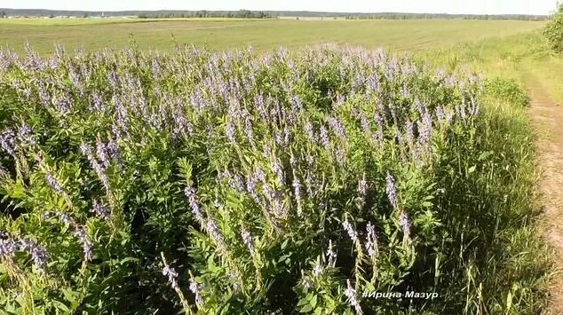 Помощь при диабете - Галега лекарственная или Козлятник - Смотреть ...