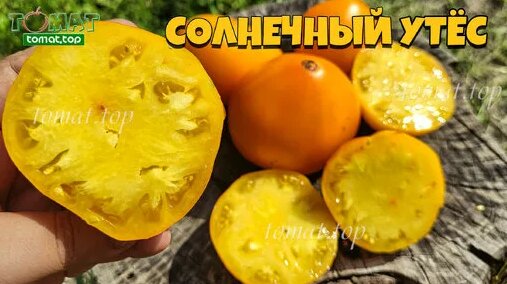 Томат Солнечный утёс – крупноплодность гарантирована, а остальное под ...