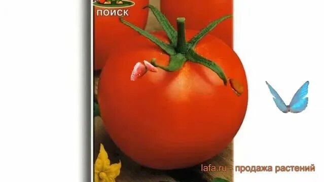 Томат обыкновенный Белый налив 241 ? обзор: как сажать, семена томата ...