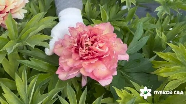 Hillary peony. Хилари пион. Пулков сад - Смотреть онлайн в поиске ...
