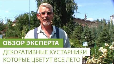 Декоративные кустарники которые цветут все лето
