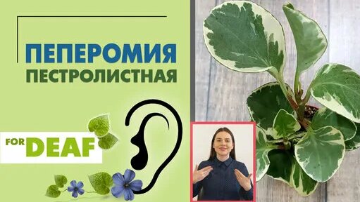 Пеперомия пестролистная туполистная { Сурдоперевод } Одно из самых ...