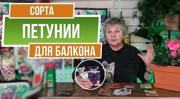 Лучшие Петунии для Балкона Петунии в Вазоне Цветы на Балконе - Смотреть ...
