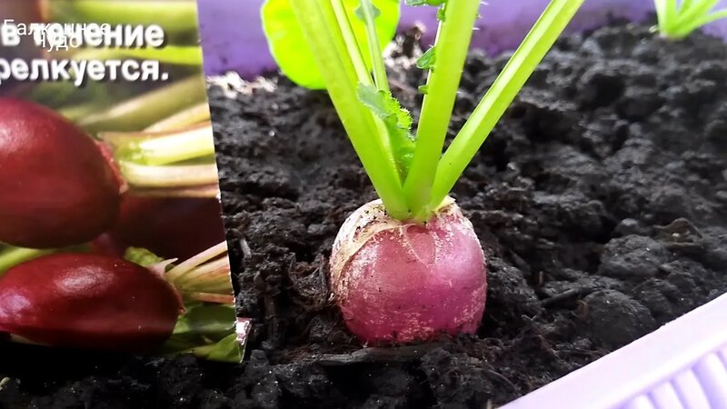 Редис на БАЛКОНе Фиолетовый редис "Малага"!!! - Смотреть онлайн в ...