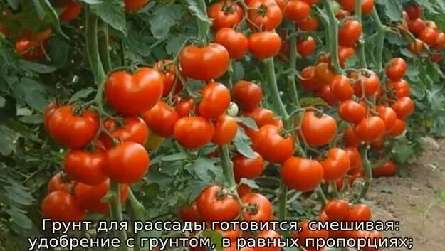 Томат Марьина роща - Смотреть онлайн в поиске Яндекса по Видео