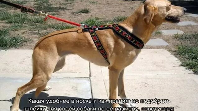 Как выбрать шлейку для собаки и подобрать по размеру - Смотреть онлайн ...