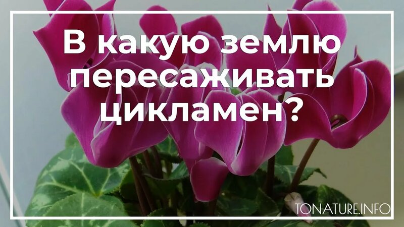 В какую землю сажать цикламен? | toNature.Info - Смотреть онлайн в ...
