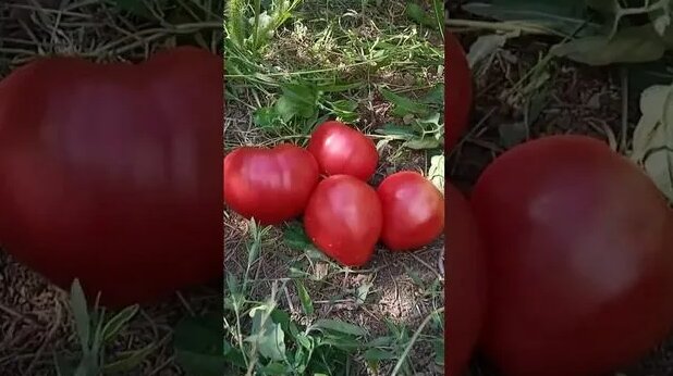 Самый лучший в мире томат 2022 г. !Высокоурожайный и супер сладкий сорт ...