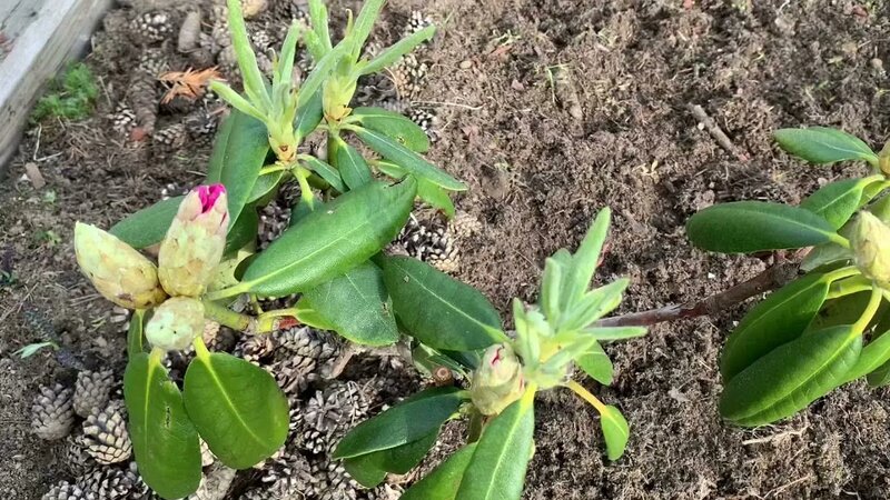 Рододендрон Хельсинки Юниверсити набирает цвет Rhododendron hybrid ...