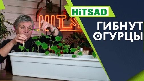Почему гибнет рассада огурцов Проблемы с выращиванием огурцов | Hitsad | Дзен - Смотреть онлайн ...