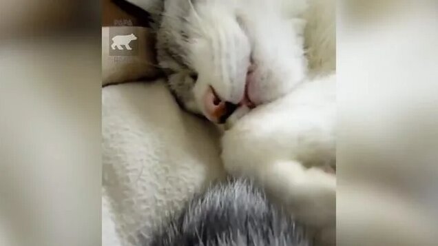 Funny Monkeys Videos - Funniest Monkey Will Make You Laugh Hard Compilation - Смотреть онлайн в ...