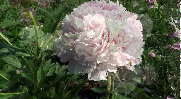 Пион Жанно / Paeonia Jeannot: Обзор, Описание, Цветение, Отзыв ...