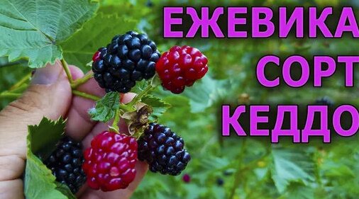 Испытываю новый сладкий сорт ежевики без шипов Кеддо в Московской ...