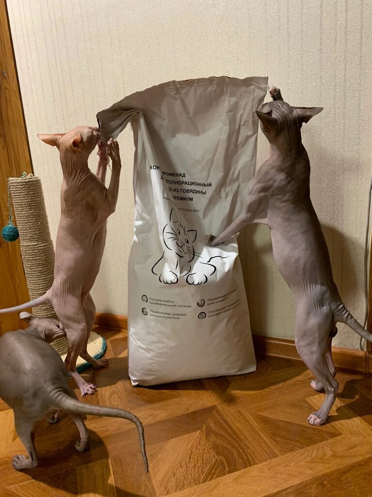 Petshop Корм для собак и кошек Променад, Belgorodskaya oblastı, foto
