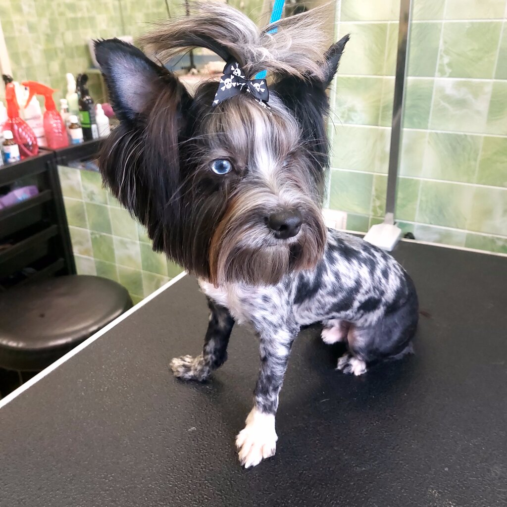 Evcil hayvan kuaförleri Усы, Лапы и Хвост, Moskova, foto