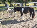 Poni ferma Konek Gorbunok (Kaliningrad Region, Polesskiy munitsipalny okrug, posyolok Sholokhovo), çiftlik tatili  Kaliningradskaya oblastından