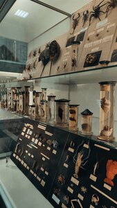 Зоологический музей биологического факультета БГУ (Akademika Kurchatava Street No:10, Minsk), müzeler ve sanat galerileri  Minsk'ten