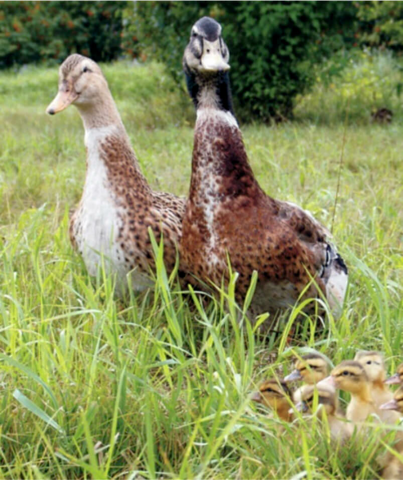 Kanatlı hayvan ürünleri ve yumurta Татарская птица, Tataristan, foto