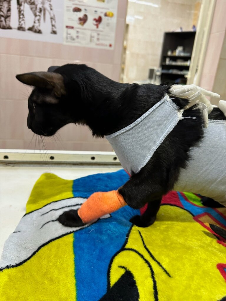 Veteriner klinikleri Veterinarnaya klinika, Rzhev, foto