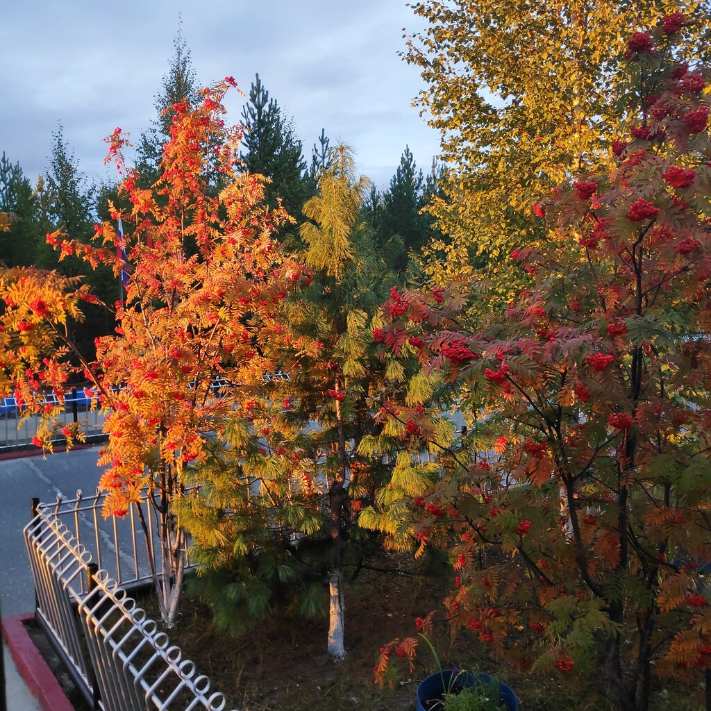 Petrol ürünleri üreticileri ЦДНГ 6 Ватьёгансеого месторождения, Hantı‑Mansi Özerk Okrugu, foto