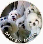 Margo_Pride (Raduzhnaya ulitsa No:14к5, mikrorayon Grad Moskovskiy), evcil hayvan yetiştiricileri  Moskovski'den