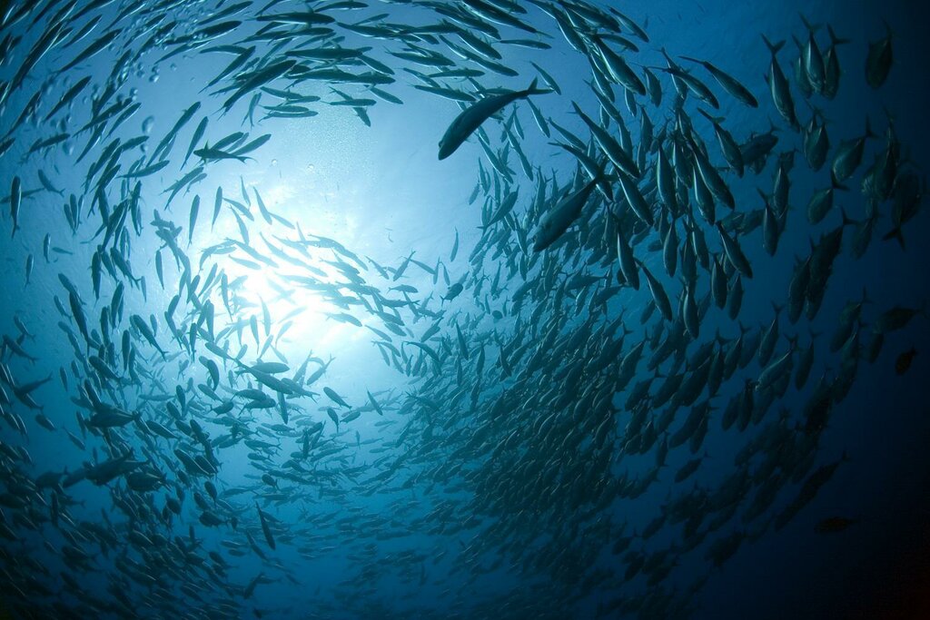 Toptan gıda mağazaları Medi Ocean Fish, Valensiya, foto