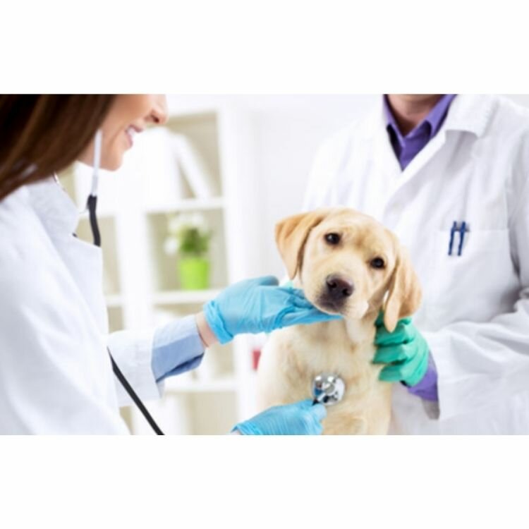 Veteriner klinikleri Veterinary, Bucaramanga, foto