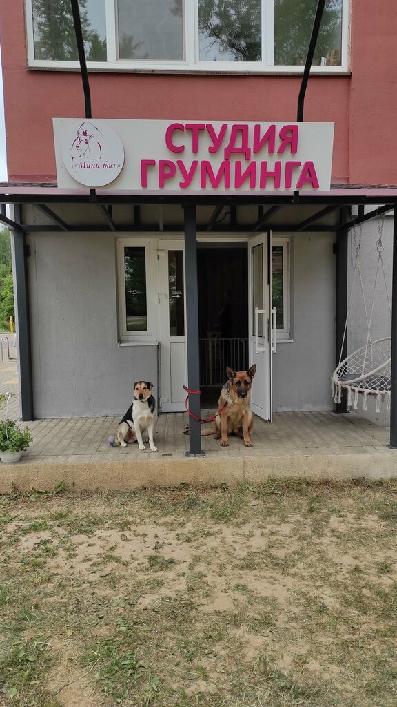 Evcil hayvan kuaförleri Mini boss, Minskaya oblastı, foto