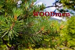 Woodmenomsk (No:43, derevnya Zelyonoye Pole), özel mobilya yapımı  Omskaya oblastından