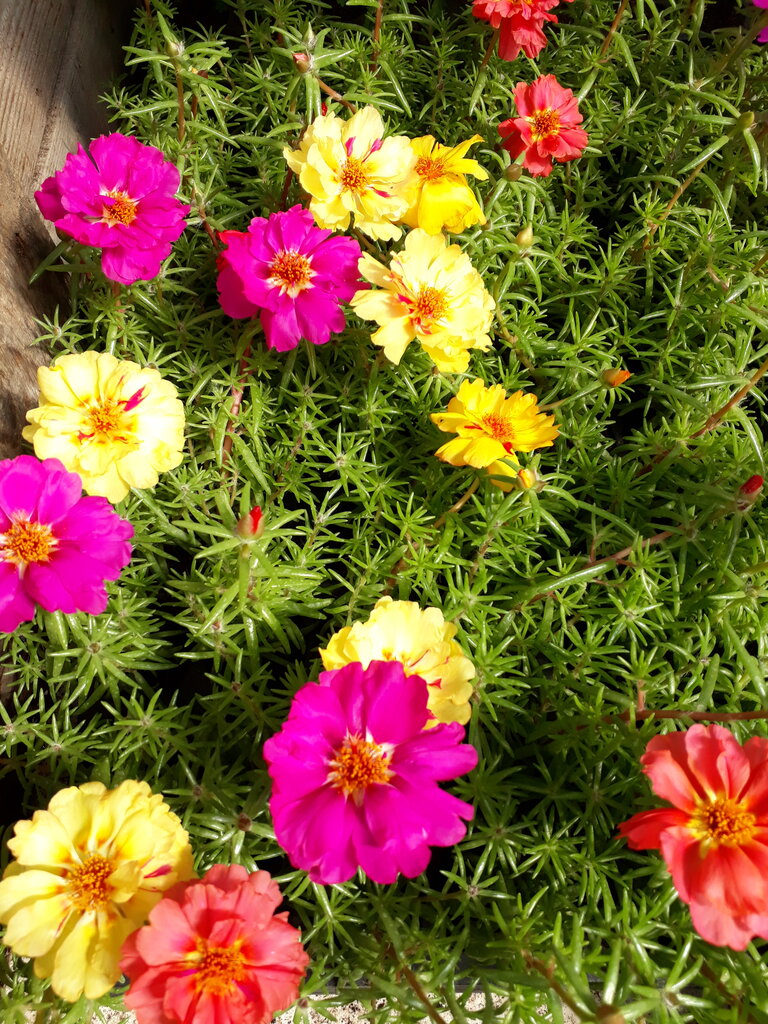 Sera ve bahçe ürünleri Мир растений, Surgut, foto