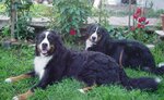 The Bernese Mountain Dog (Volzhskaya ulitsa No:47, Kineshma), evcil hayvan yetiştiricileri  Kineşma'dan