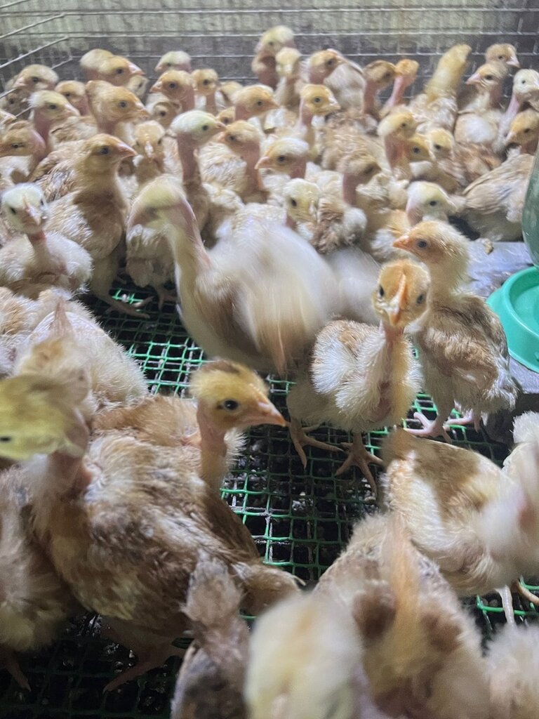 Kanatlı hayvan ürünleri ve yumurta Инкубаторий Богатырская Птица, Tulskaya oblastı, foto