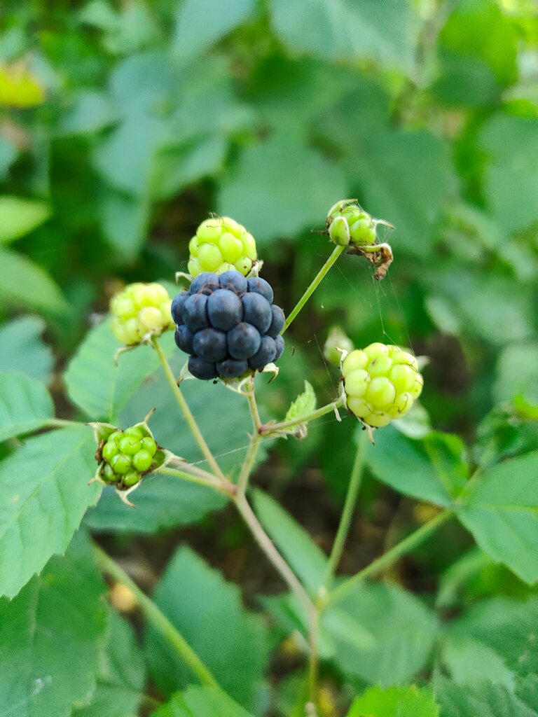 Orman Babya Grove, Riazan, foto