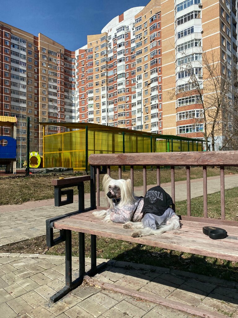 Petshop CoverDog.ru, Moskova ve Moskovskaya oblastı, foto