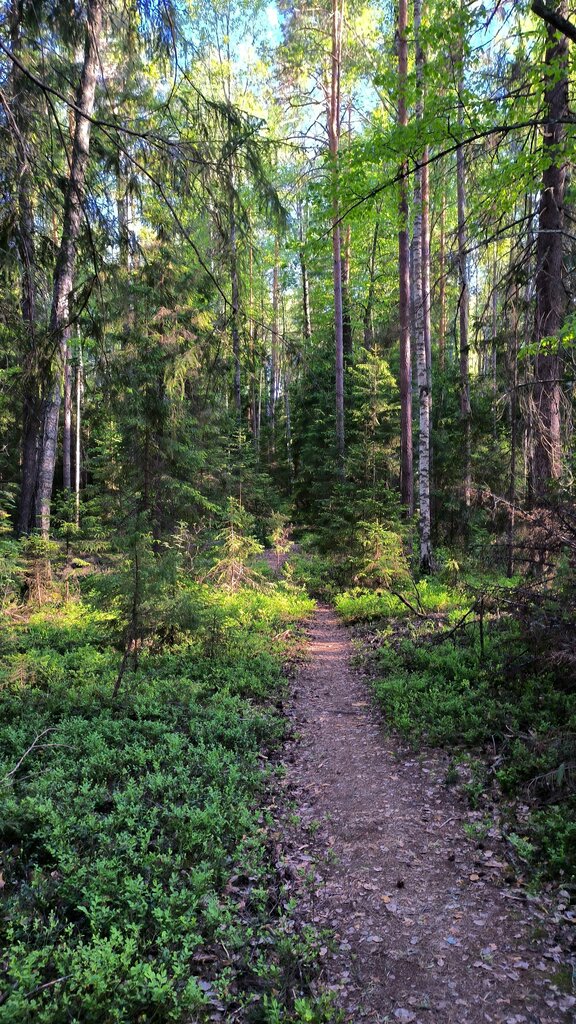 Doğa Экотропа Заповедный лес, Nijegorodskaya oblastı, foto