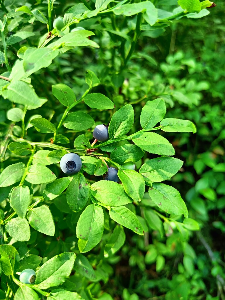Kültür ve eğlence parkları Istok Bolshogo Ruchya Square, Petrozavodsk, foto