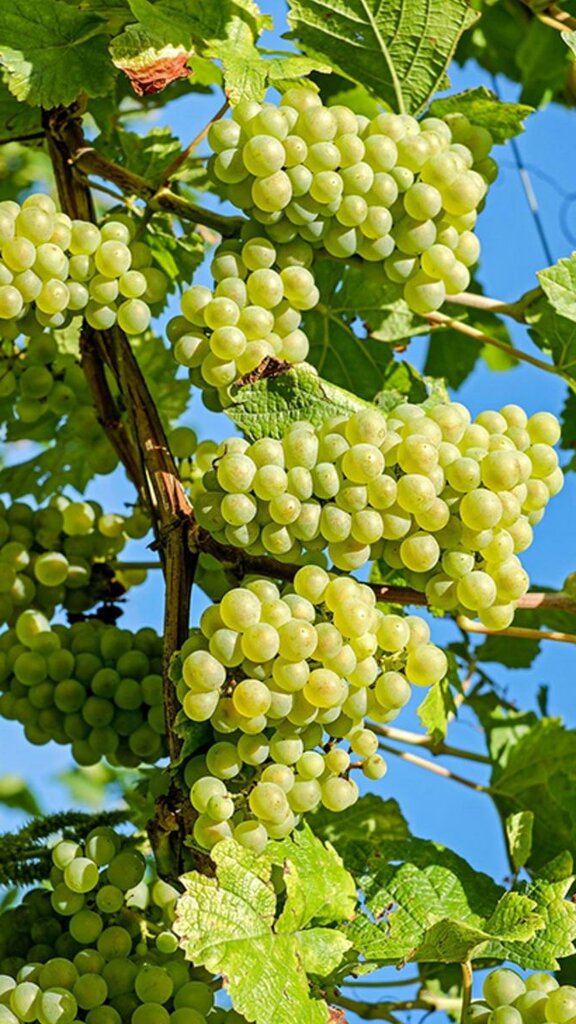 Gübre firmaları Deha Tarım, İzmir, foto