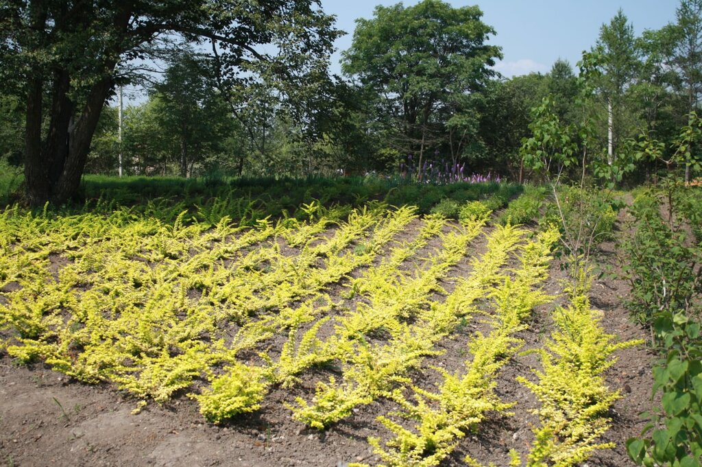 Fidan yetiştiriciliği Савчуков, Primoriye, foto