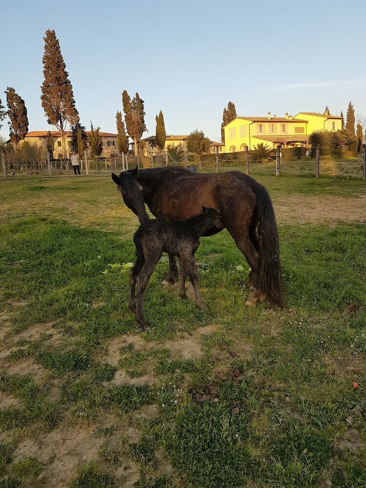 Otel Agriturismo Fattoria Rozzalupi, Toskana, foto