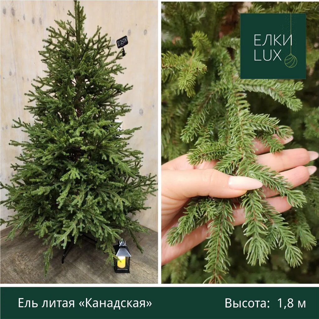 Yapay çam ağaçları ve süsleri Elki Lux, Krasnoyarsk, foto